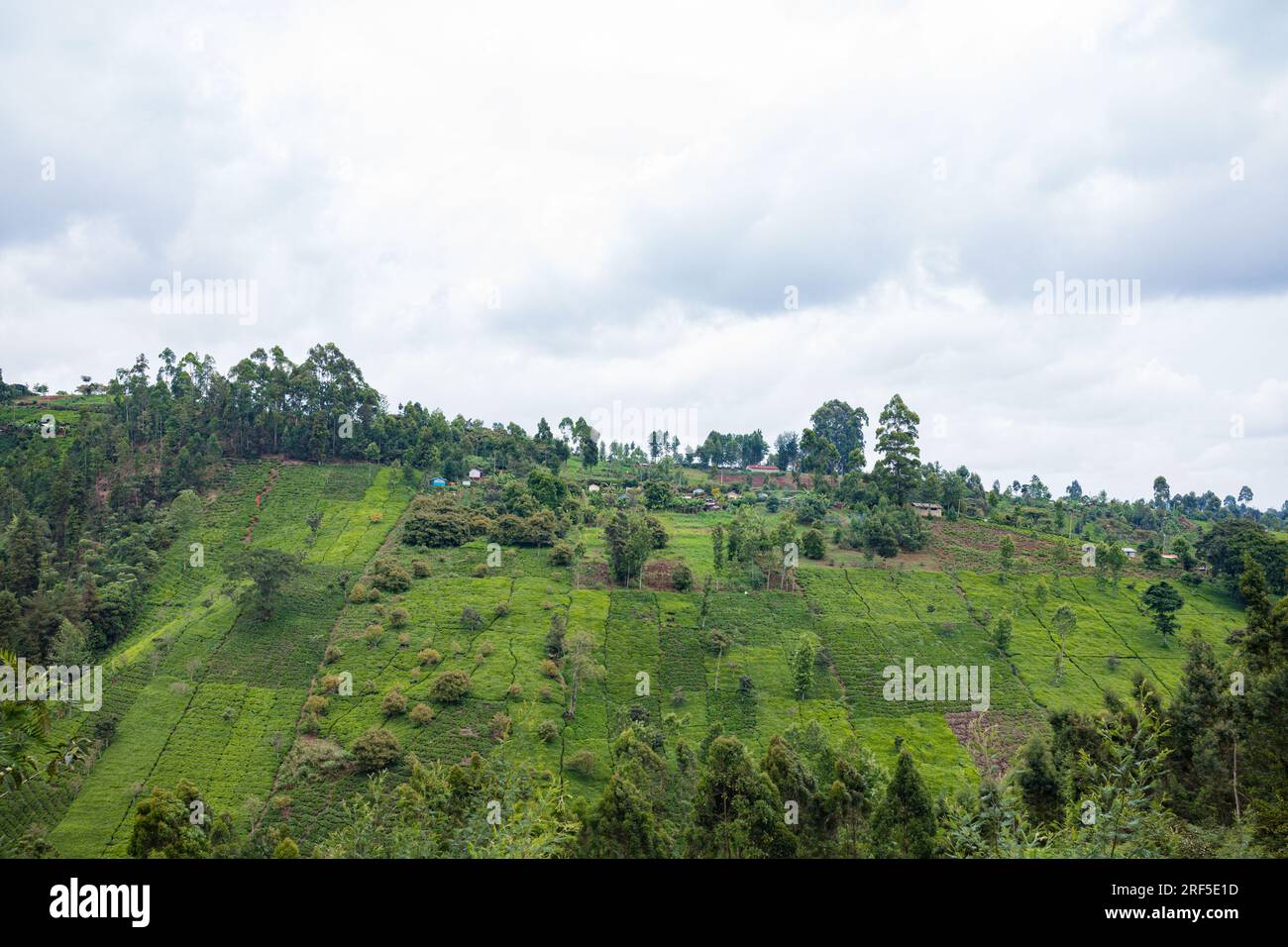 Nature Landscape showing tree leaves plantations width trees in Kenya ...