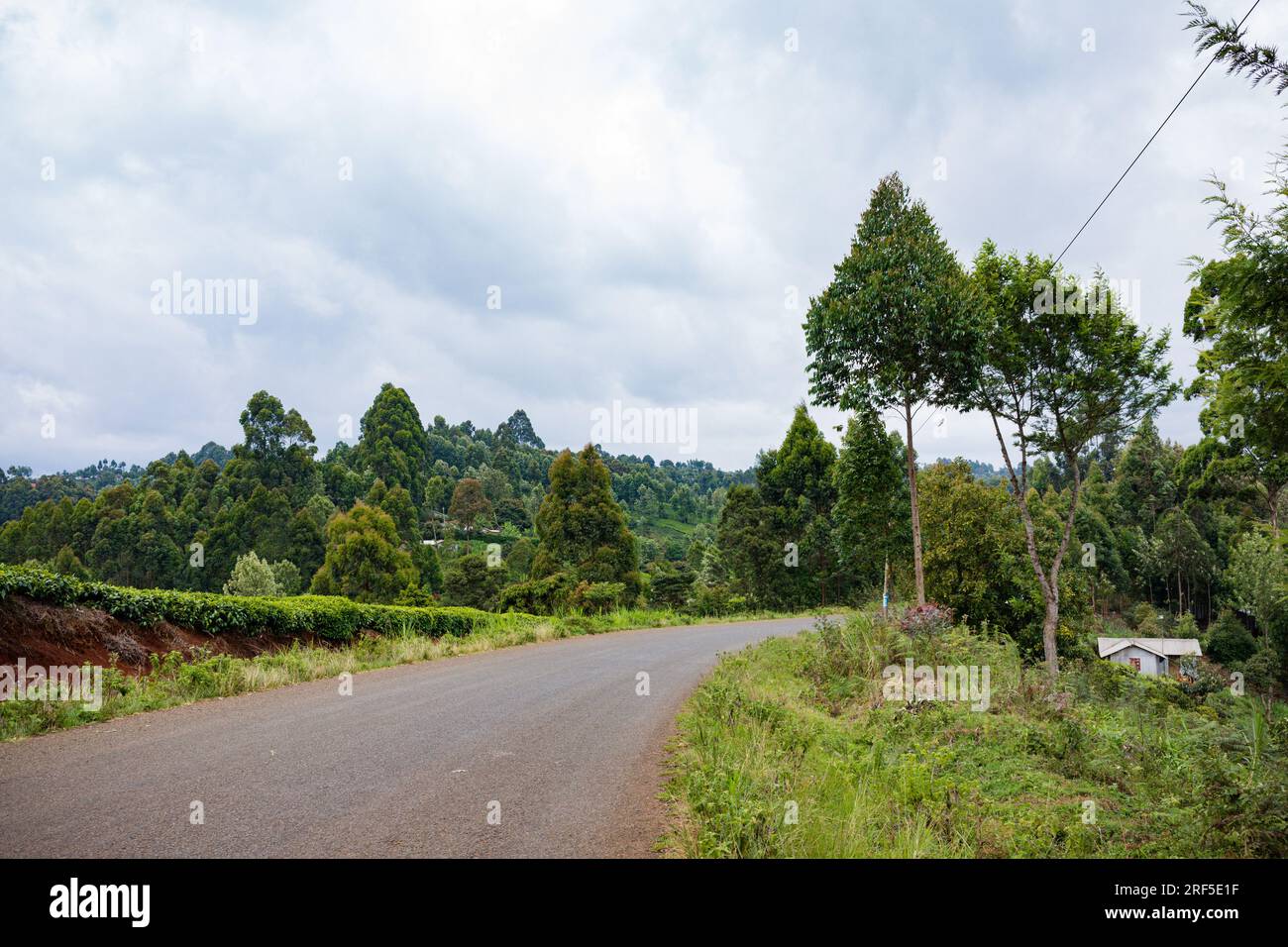 Nature Landscape showing tree leaves plantations width trees in Kenya ...