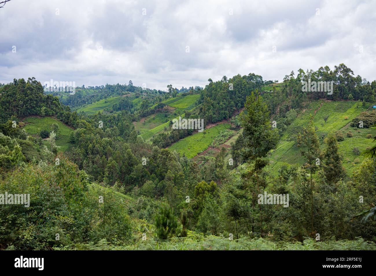 Nature Landscape showing tree leaves plantations width trees in Kenya ...