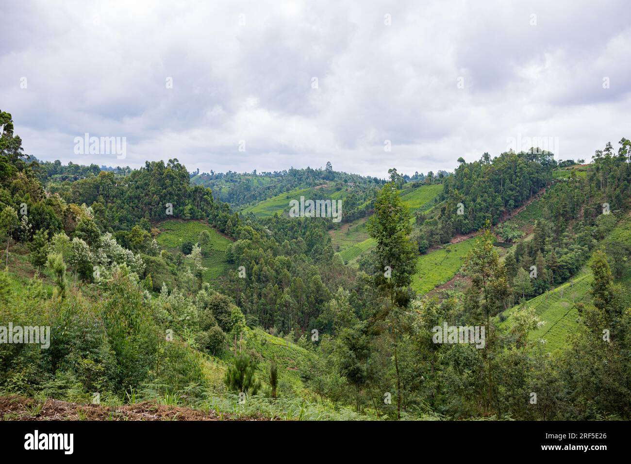Nature Landscape showing tree leaves plantations width trees in Kenya ...