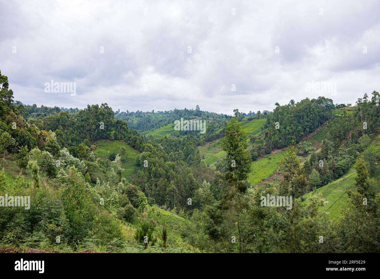 Nature Landscape showing tree leaves plantations width trees in Kenya ...