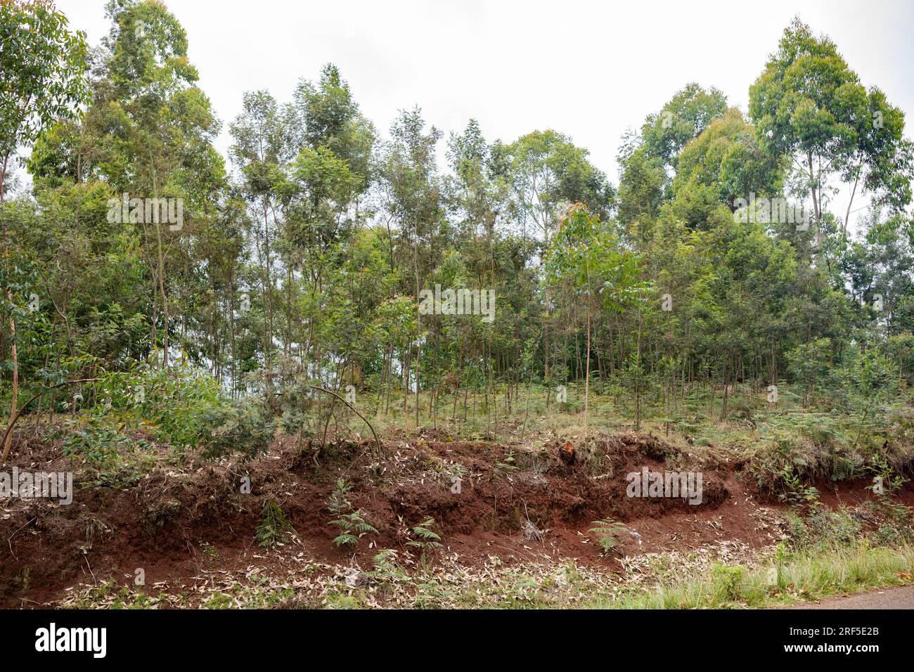 Nature Landscape showing tree leaves plantations width trees in Kenya ...