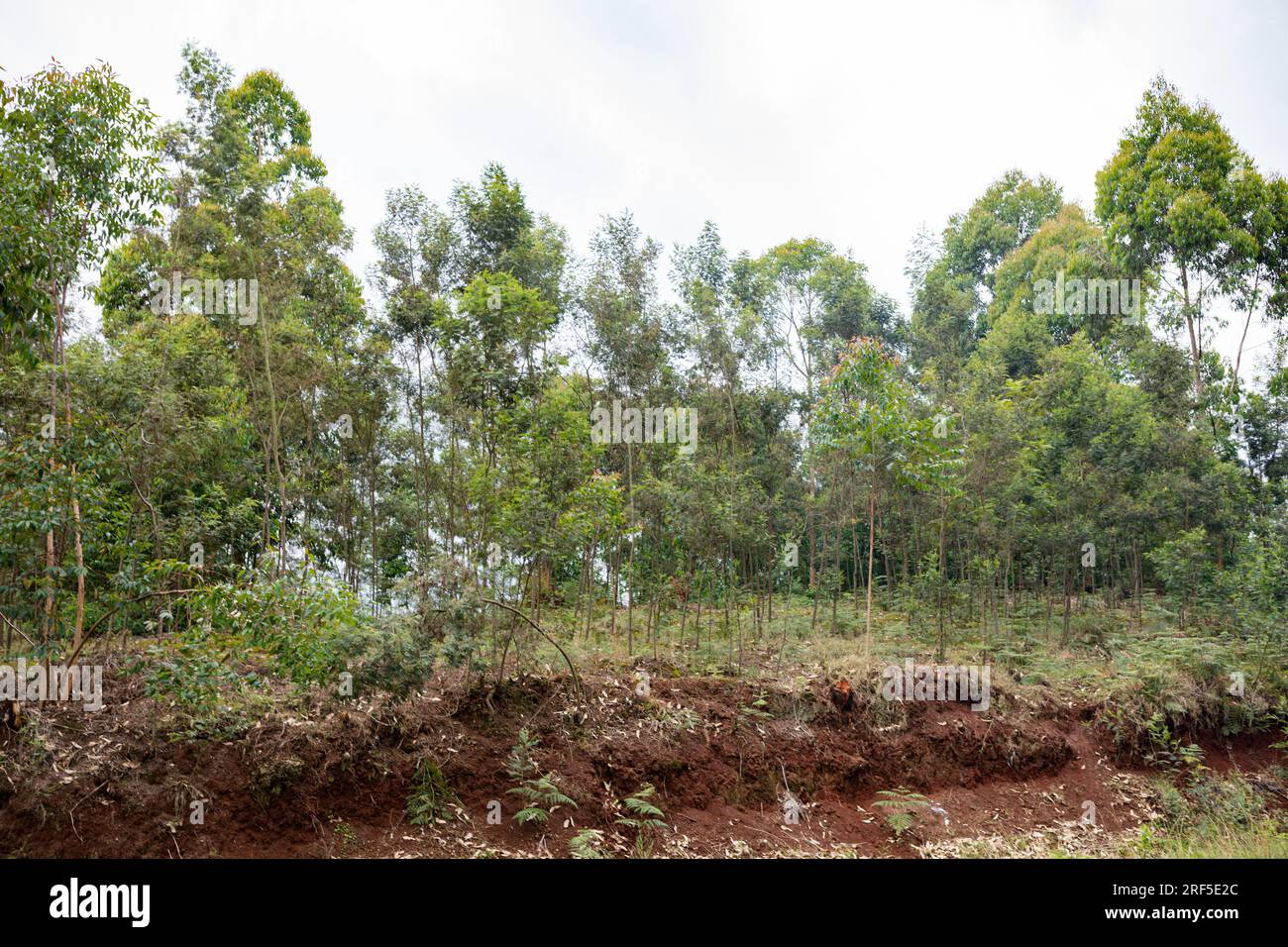 Nature Landscape showing tree leaves plantations width trees in Kenya ...