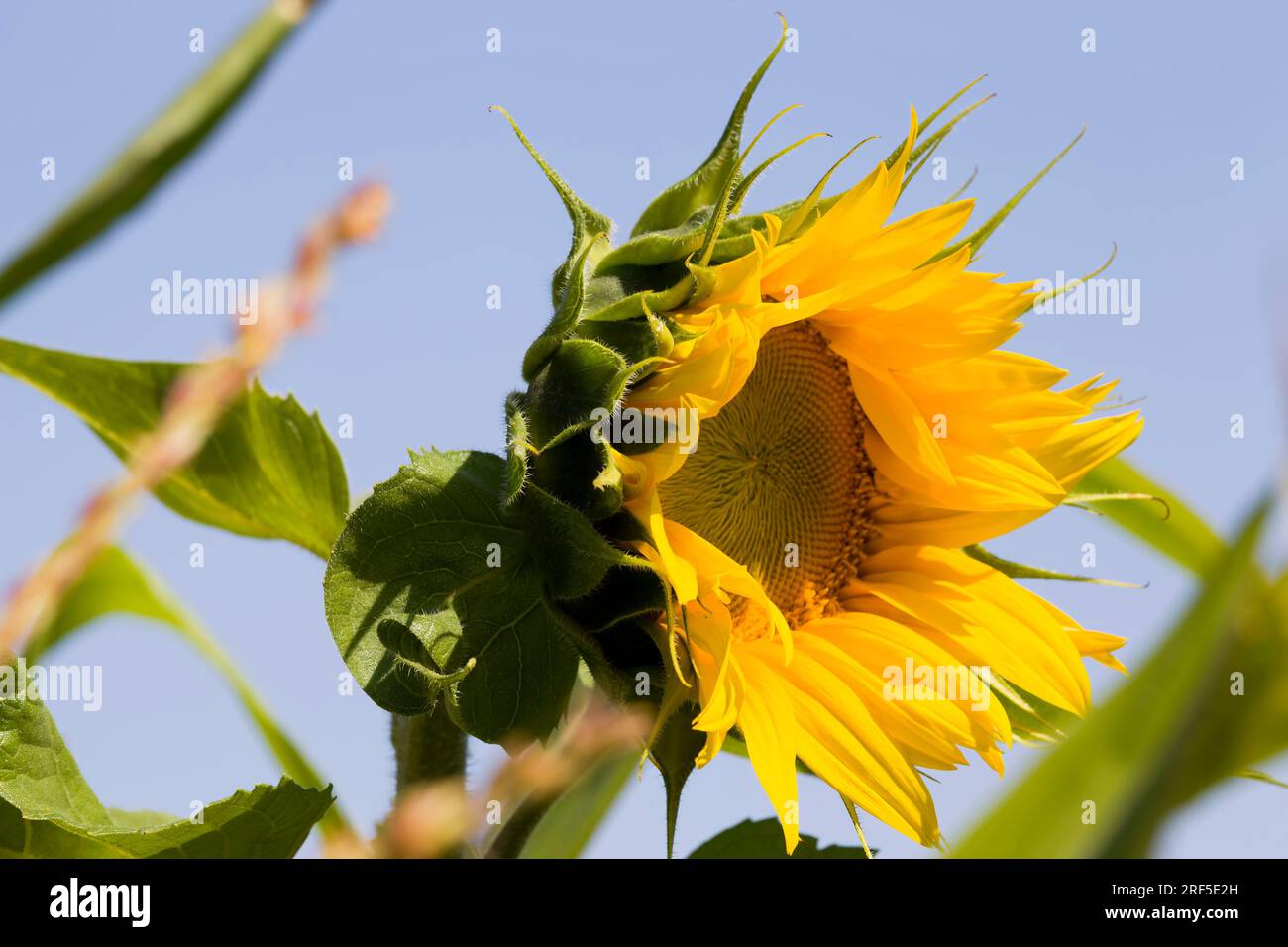 Oil crops hi-res stock photography and images - Alamy