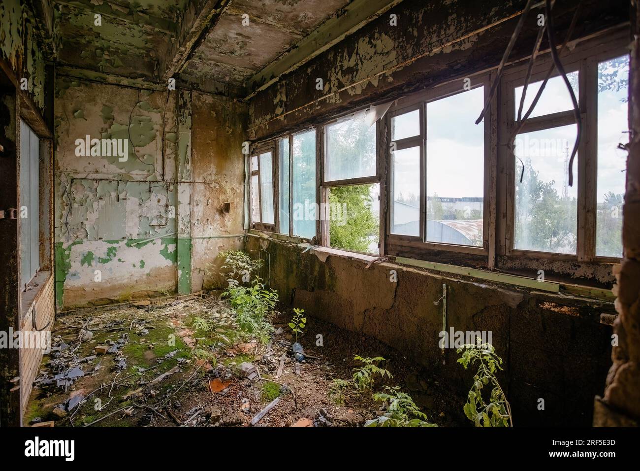Overgrown by plants old abandoned building interior Stock Photo - Alamy
