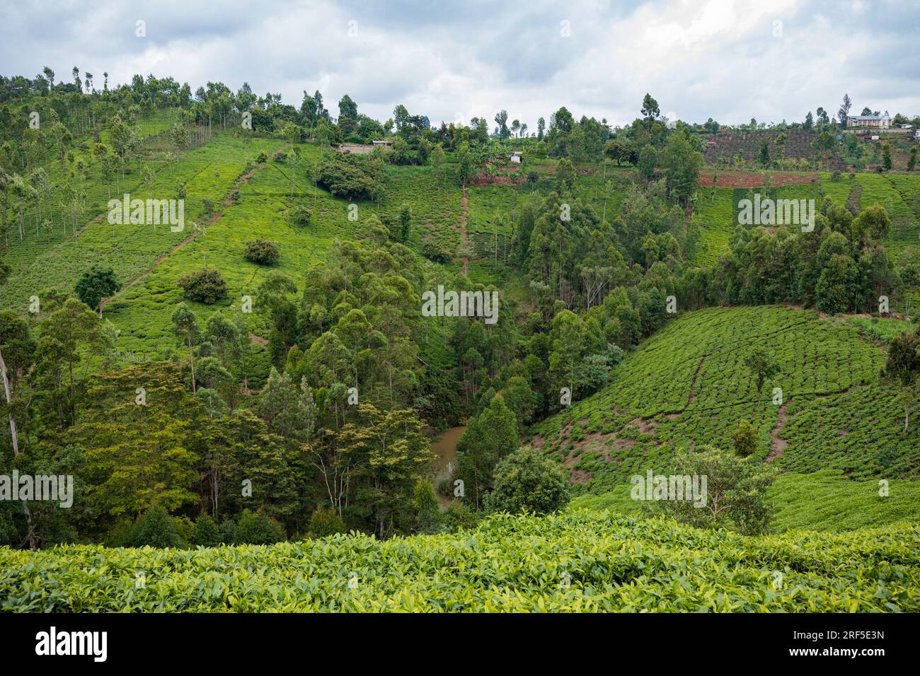 Nature Landscape showing tree leaves plantations width trees in Kenya ...