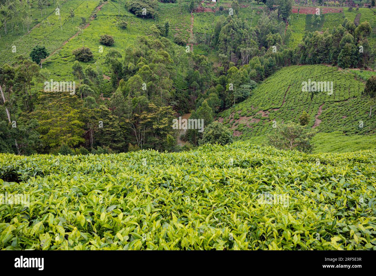 Nature Landscape showing tree leaves plantations width trees in Kenya ...