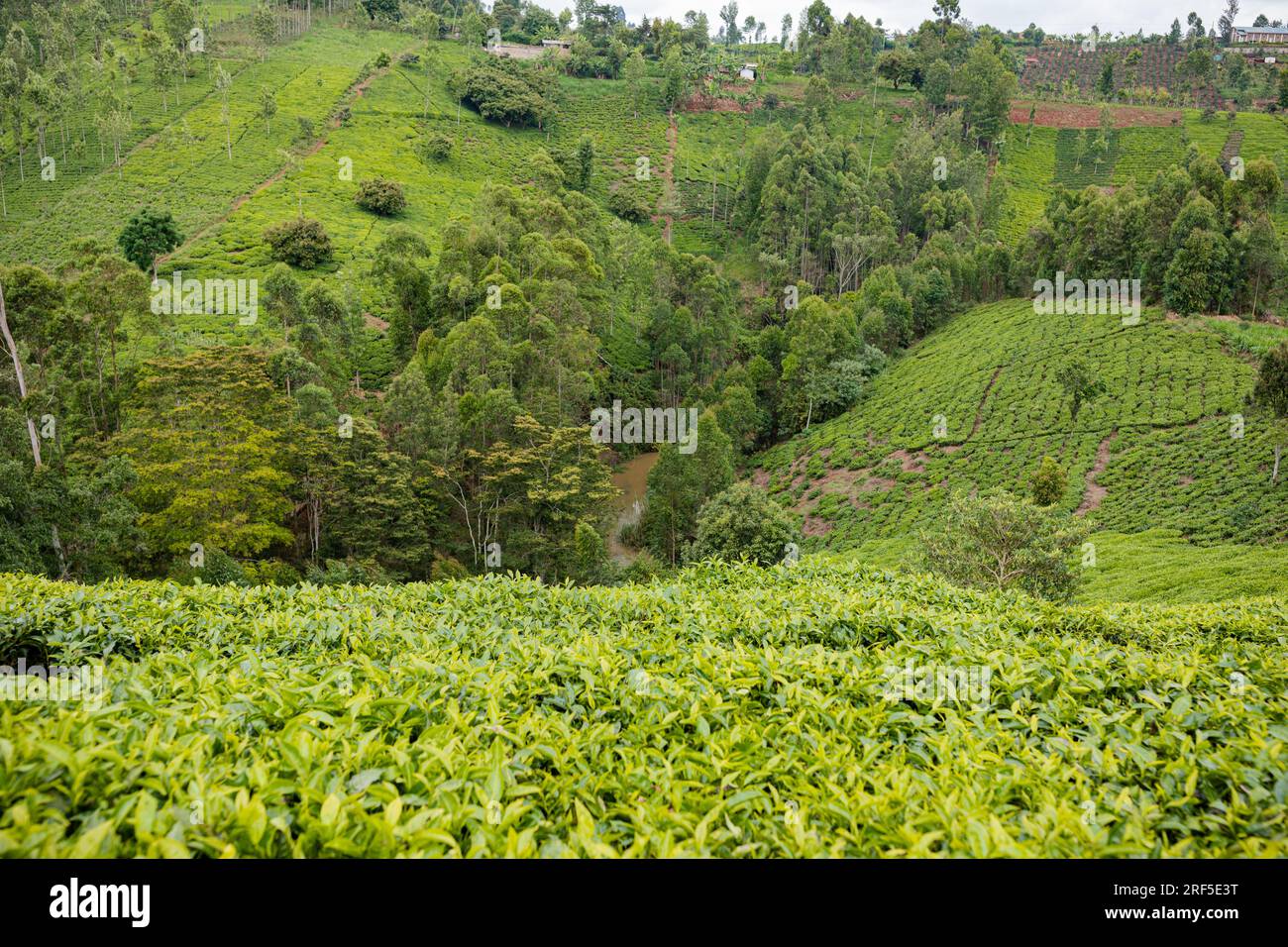Nature Landscape showing tree leaves plantations width trees in Kenya ...