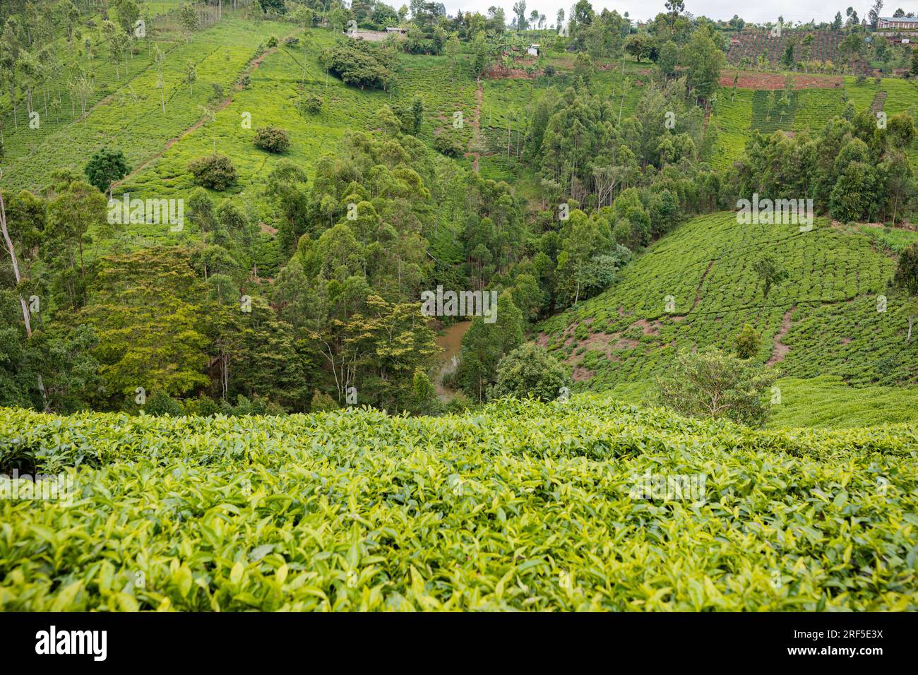 Nature Landscape showing tree leaves plantations width trees in Kenya ...