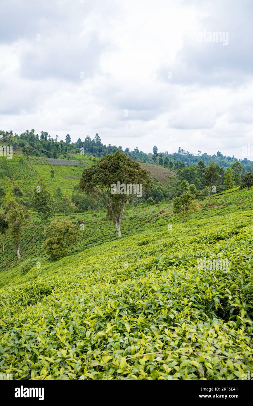 Nature Landscape showing tree leaves plantations width trees in Kenya ...