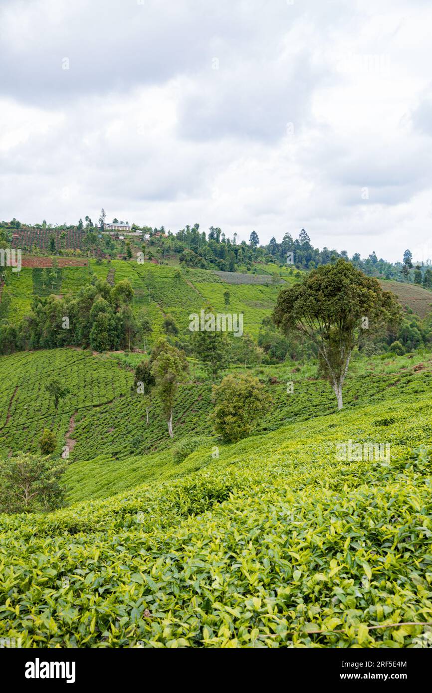 Nature Landscape showing tree leaves plantations width trees in Kenya ...