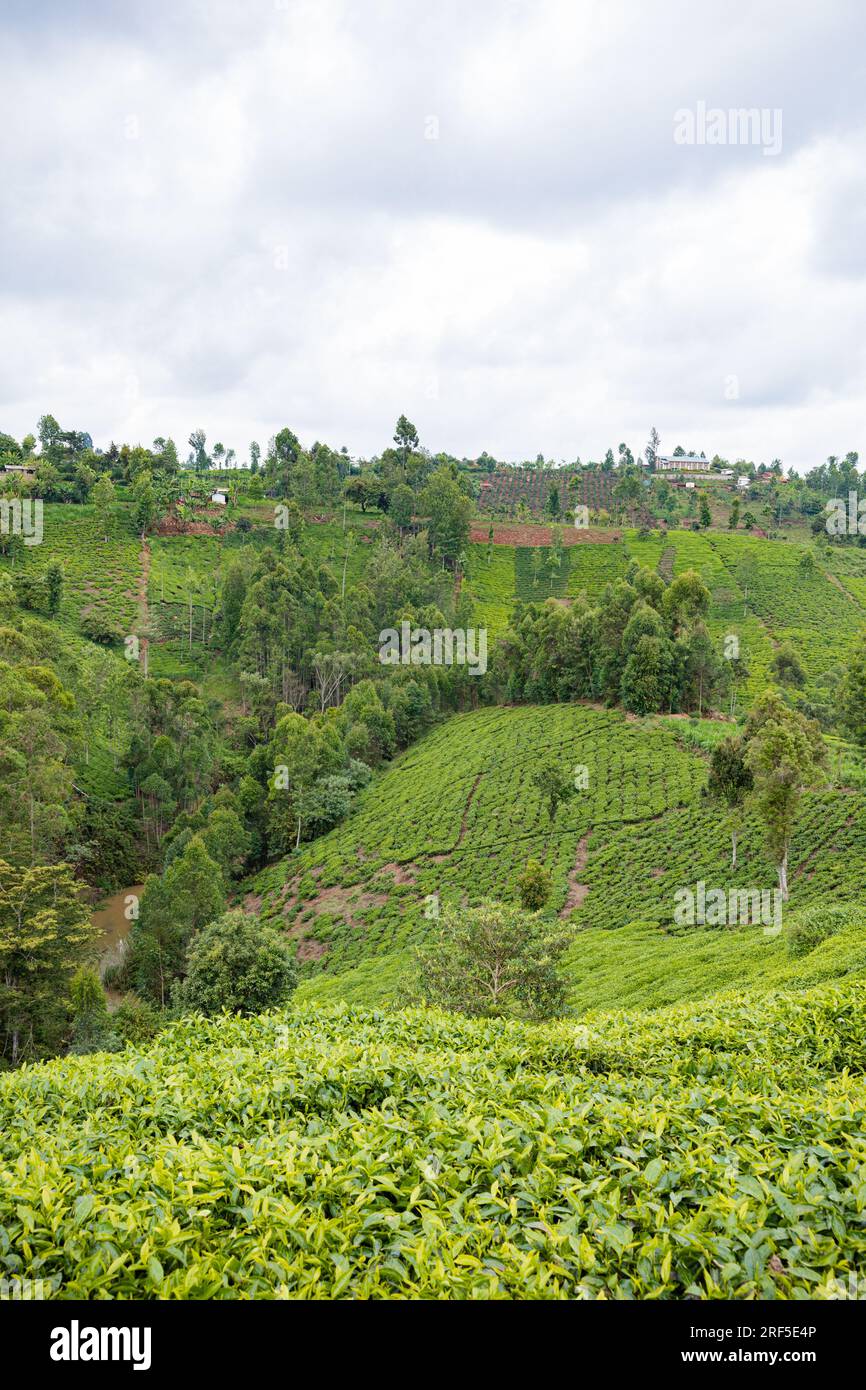 Nature Landscape showing tree leaves plantations width trees in Kenya ...