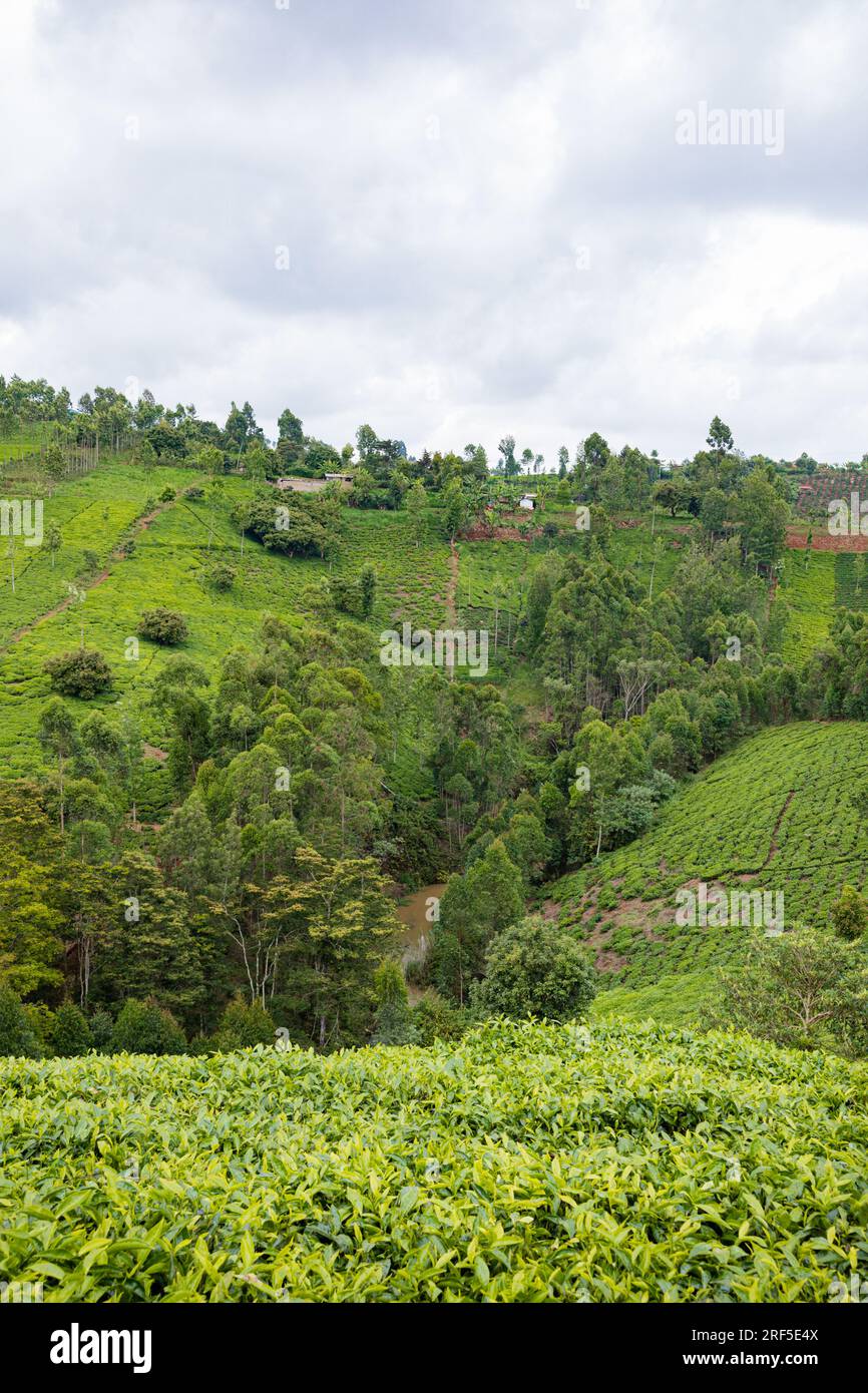 Nature Landscape showing tree leaves plantations width trees in Kenya ...