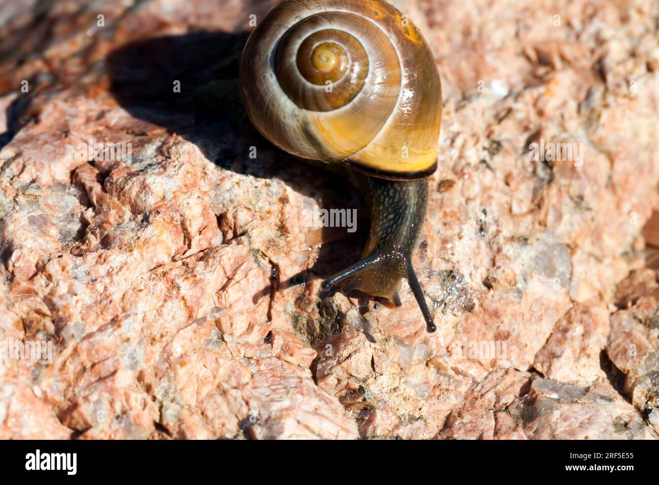 common wild snail crawling on rocks and illuminated by sunlight, sunny ...