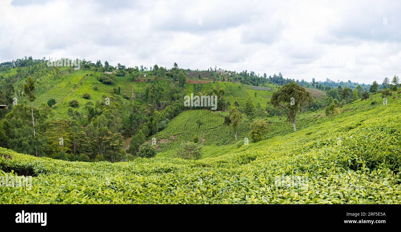 Nature Landscape showing tree leaves plantations width trees in Kenya ...