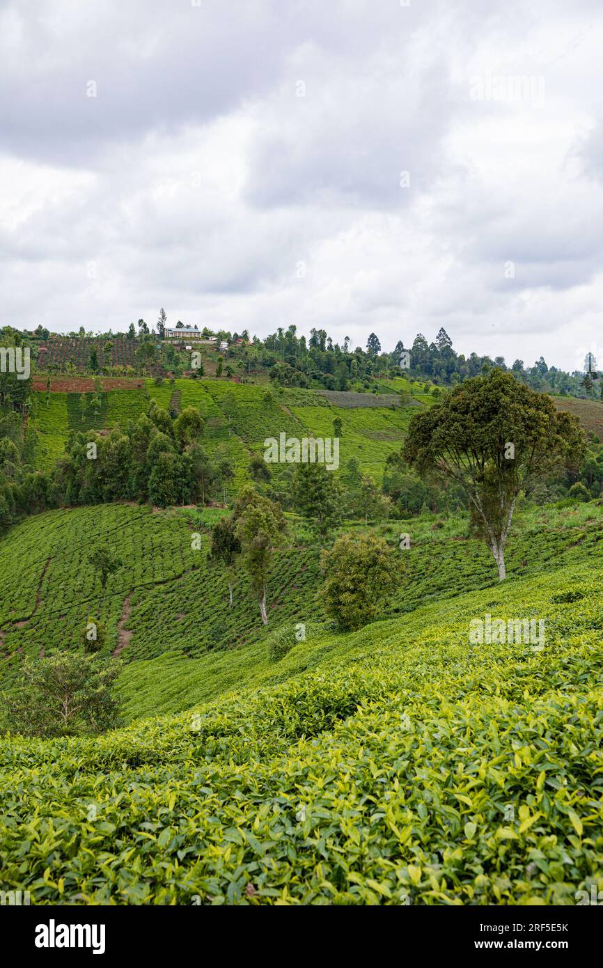 Nature Landscape showing tree leaves plantations width trees in Kenya ...