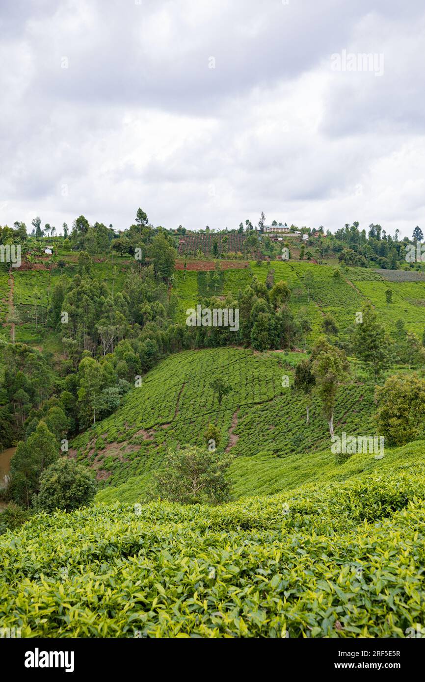 Nature Landscape showing tree leaves plantations width trees in Kenya ...