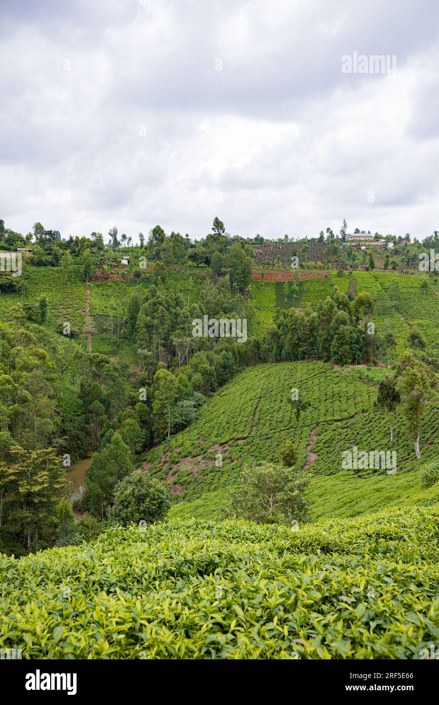 Nature Landscape showing tree leaves plantations width trees in Kenya ...