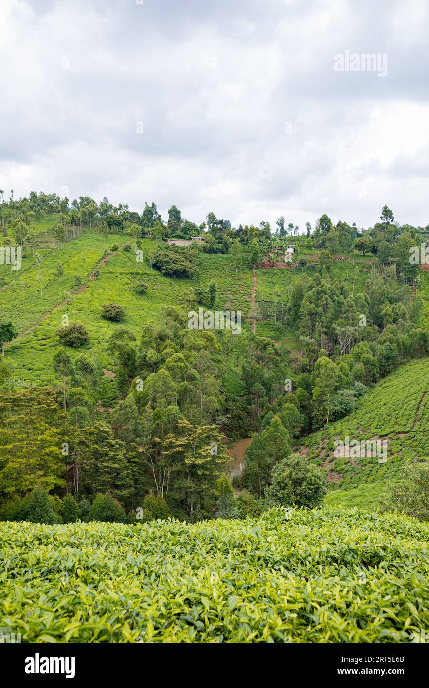 Nature Landscape showing tree leaves plantations width trees in Kenya ...