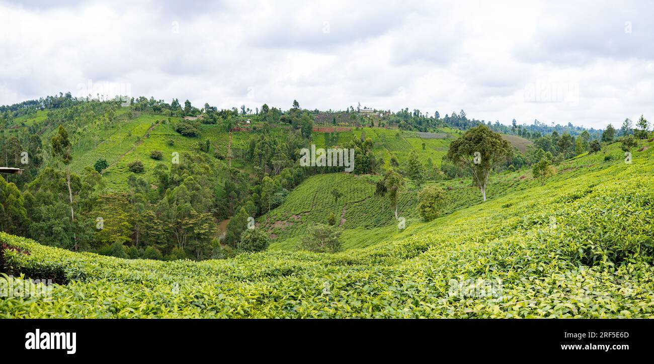 Nature Landscape showing tree leaves plantations width trees in Kenya ...