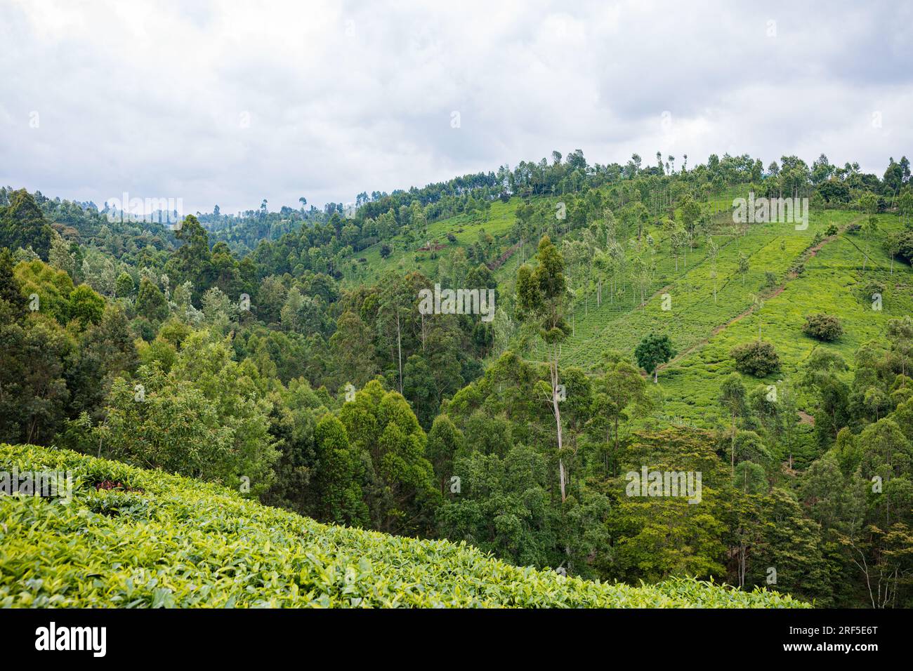 Nature Landscape showing tree leaves plantations width trees in Kenya ...