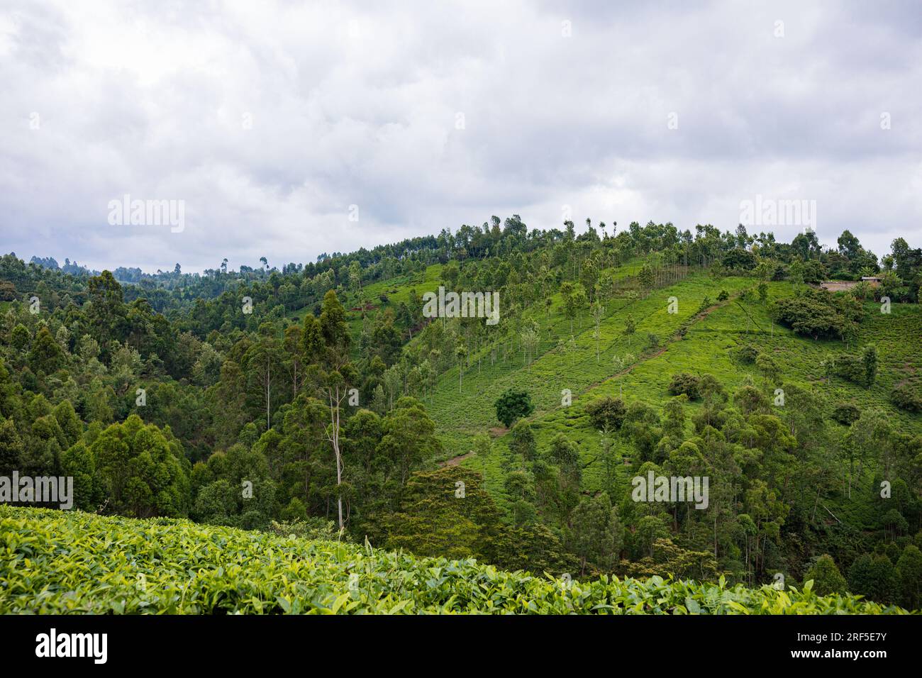 Nature Landscape showing tree leaves plantations width trees in Kenya ...