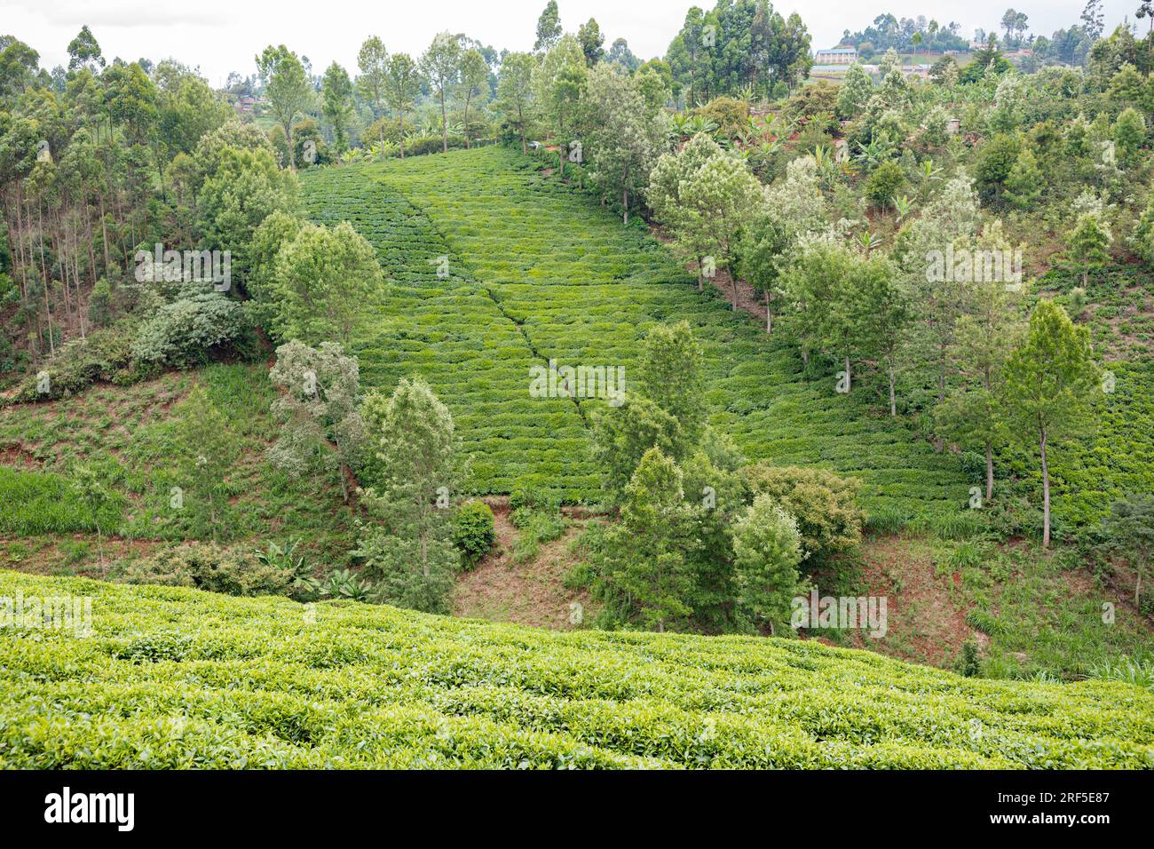 Nature Landscape showing tree leaves plantations width trees in Kenya ...