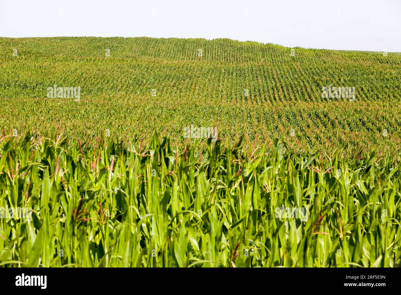 a sunlit agricultural field with green sweet corn, on maize corn ...