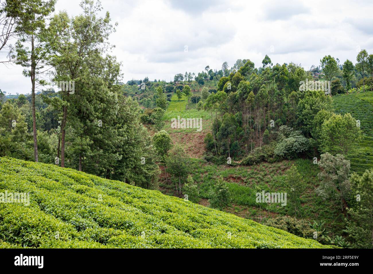 Nature Landscape showing tree leaves plantations width trees in Kenya ...