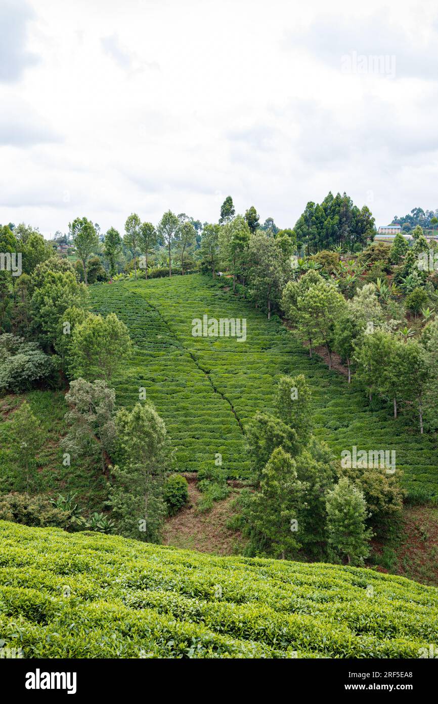 Nature Landscape showing tree leaves plantations width trees in Kenya ...