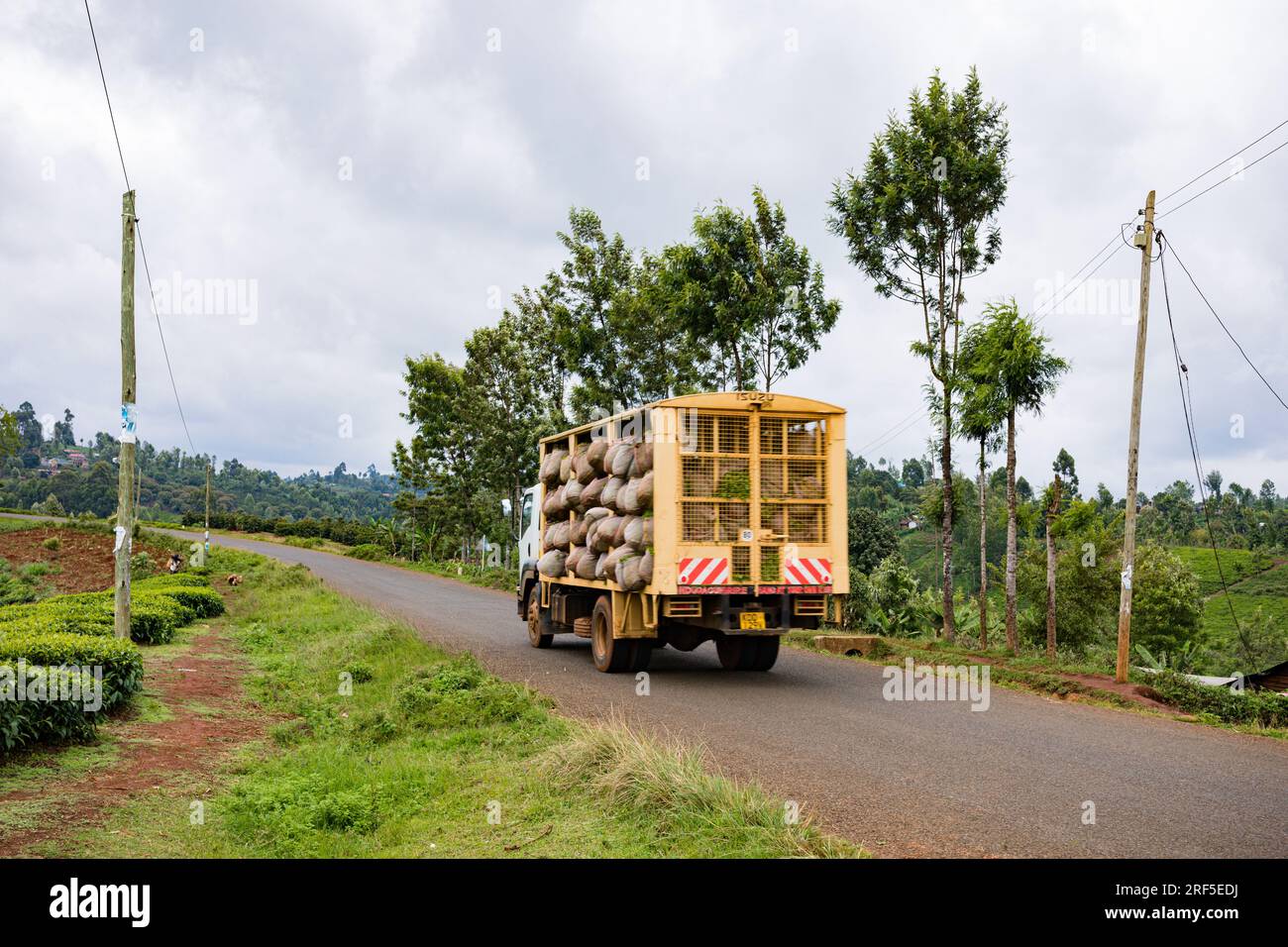 Nature Landscape showing tree leaves plantations width trees in Kenya ...