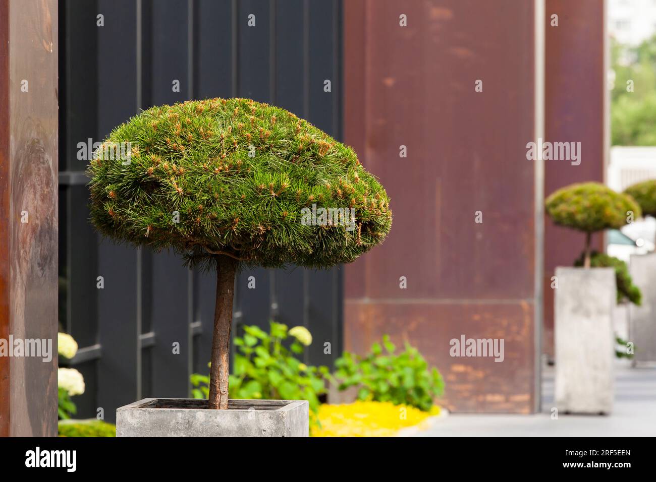 Decorative spruce tree in square concrete pot in front of the building ...