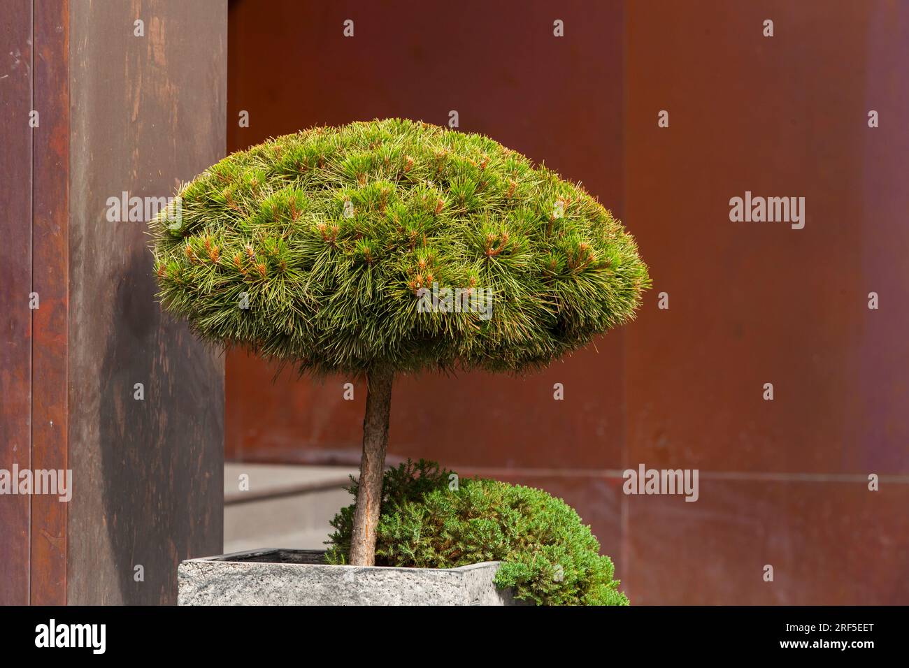 Decorative fir tree in square concrete pot. Gardening and Landscaping ...