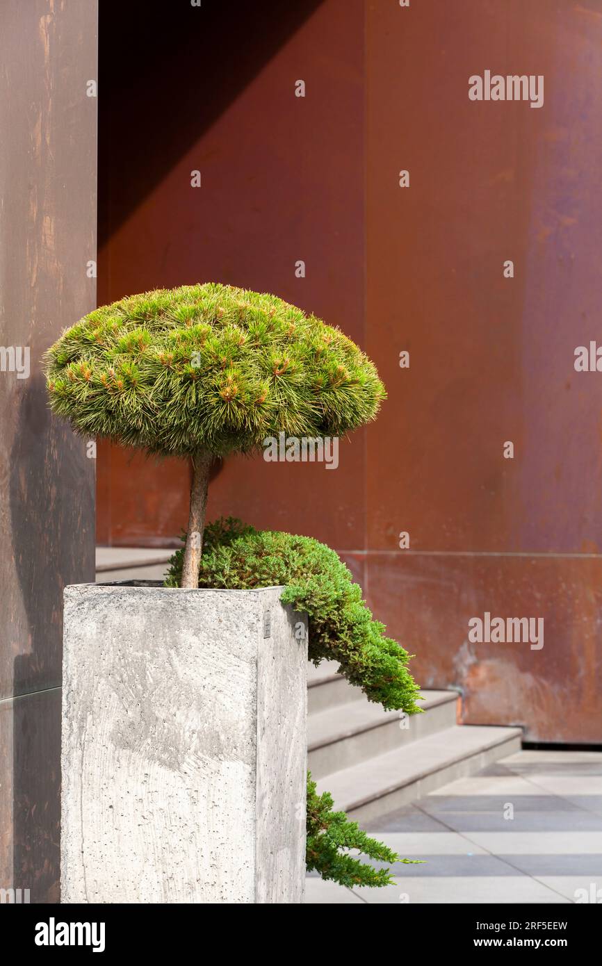 Decorative spruce tree in concrete pot. Gardening and Landscaping ...