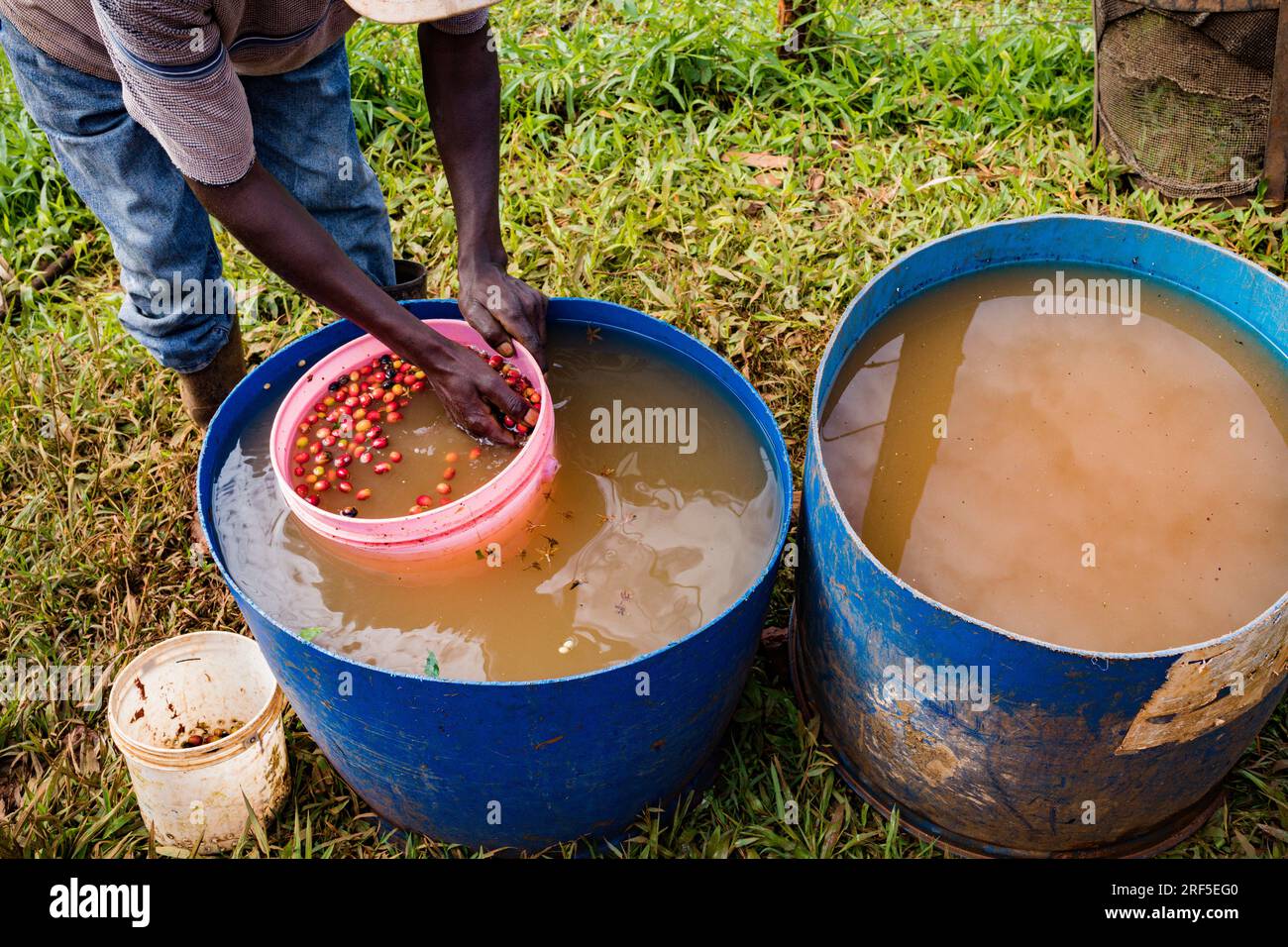 Red Coffee Beans Coffee red beans raw ripe farming in Kenya East Africa ...