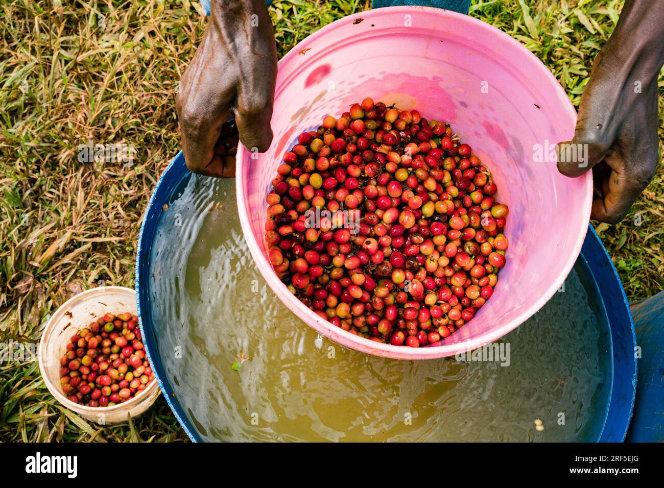 Red Coffee Beans Coffee red beans raw ripe farming in Kenya East Africa The K7 is the only ...