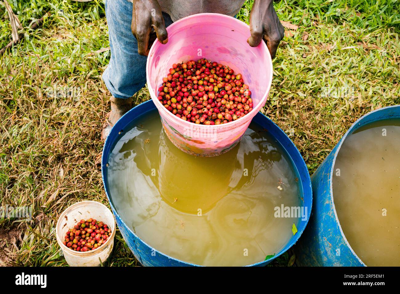 Red Coffee Beans Coffee red beans raw ripe farming in Kenya East Africa ...