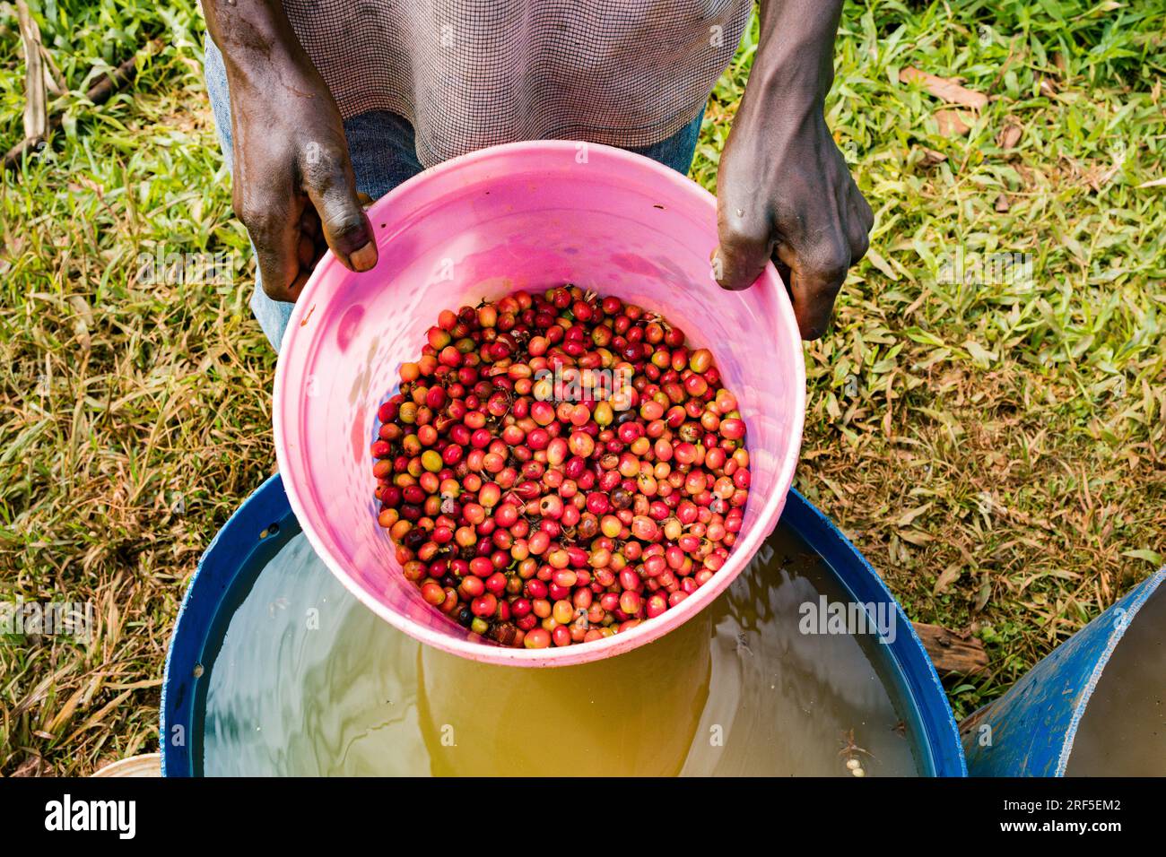 Red Coffee Beans Coffee red beans raw ripe farming in Kenya East Africa ...