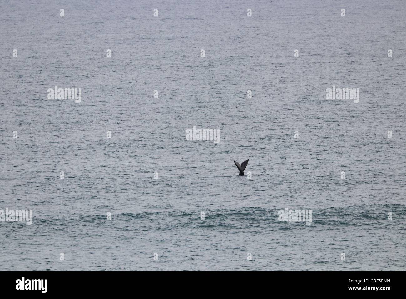 Southern Right Whale Tail Breach In Open Ocean (Eubalaena australis ...