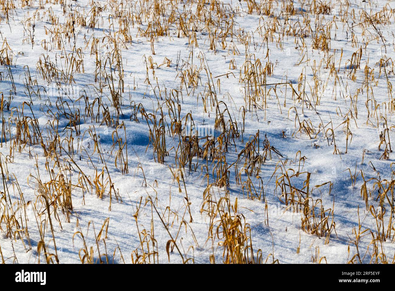 grass and snow in winter, snow that fell during a snowfall and dry ...
