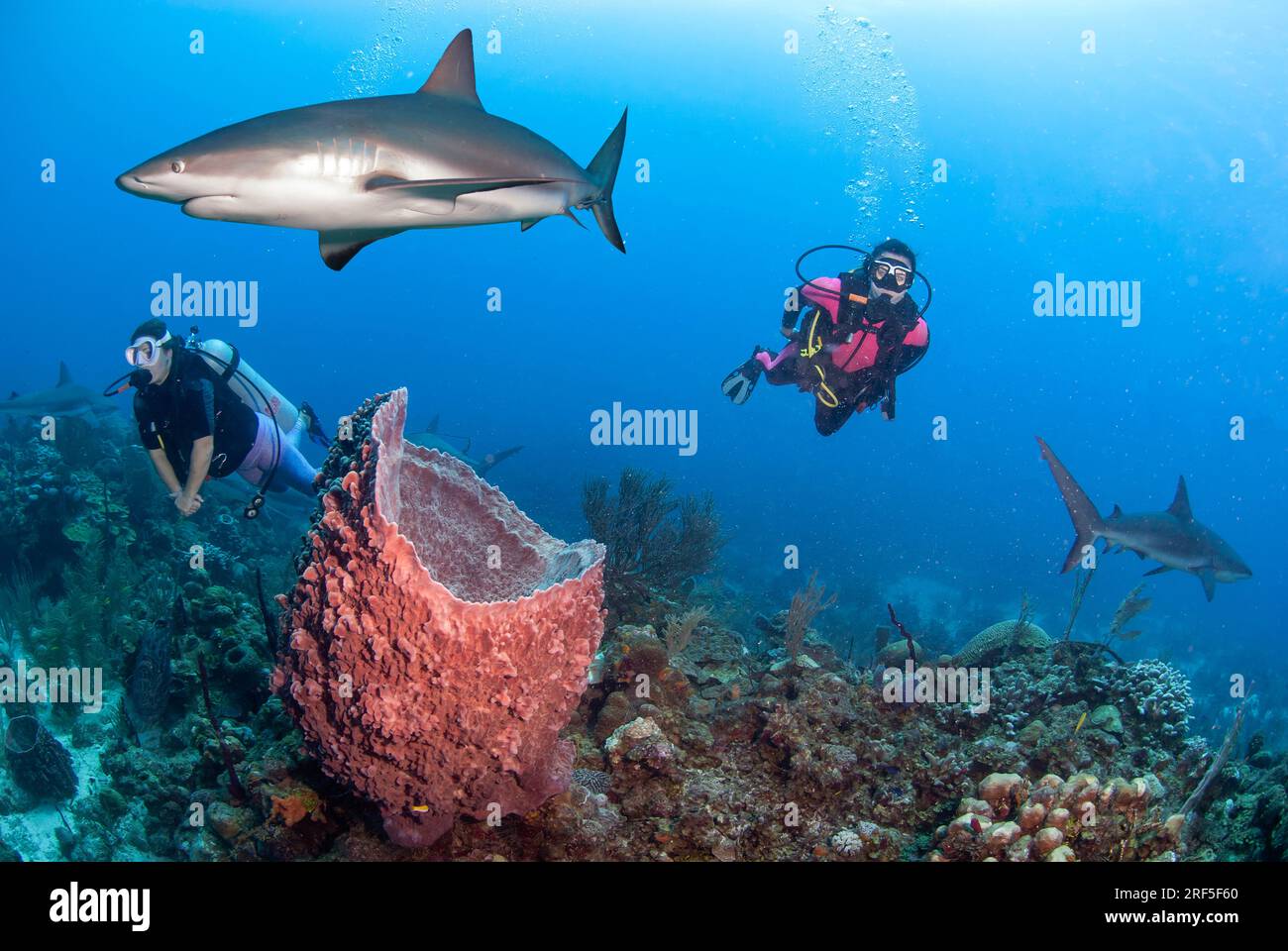 Female scuba diver diving with shark in Roatan Stock Photo - Alamy