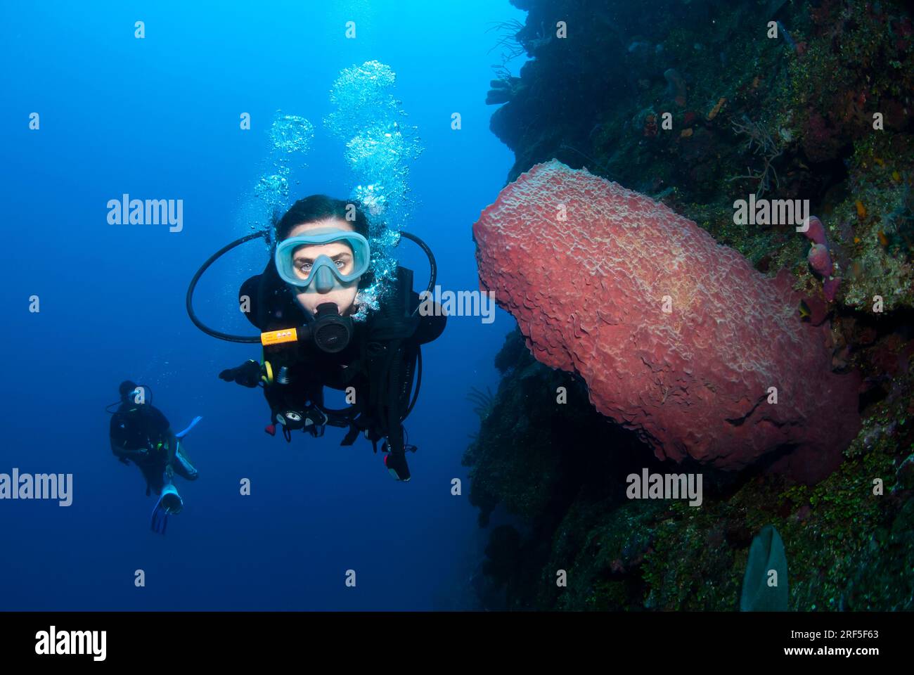 Scuba divers with Giant barrel sponge in Roatan Stock Photo - Alamy