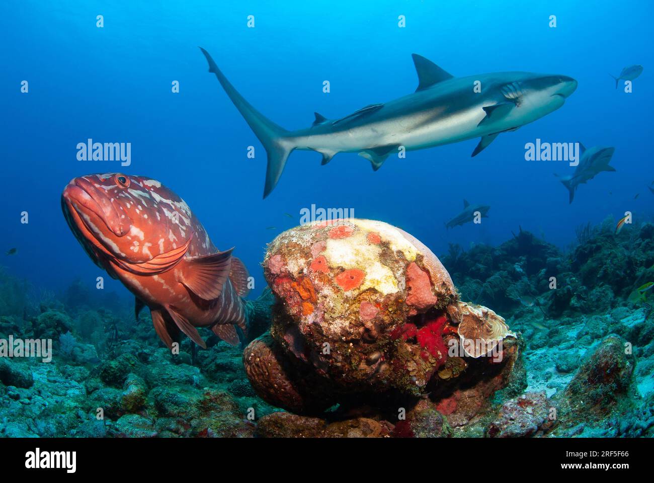 Caribbean reef shark (Carcharhinus perezi) and Nassau grouper ...