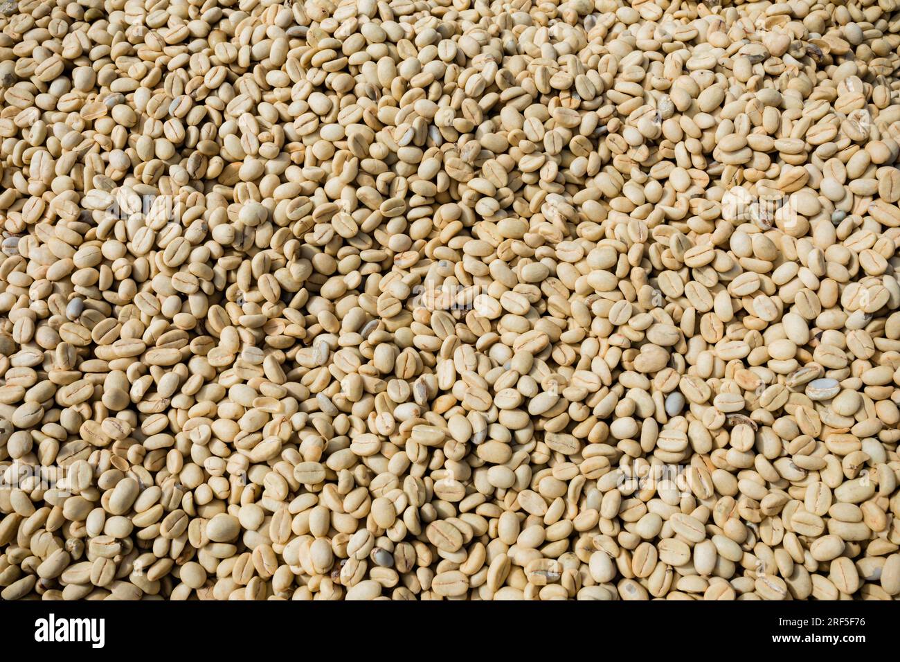 Red Coffee Beans Coffee red beans raw ripe farming in Kenya East Africa ...