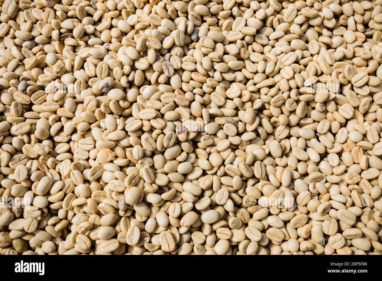Red Coffee Beans Coffee red beans raw ripe farming in Kenya East Africa ...