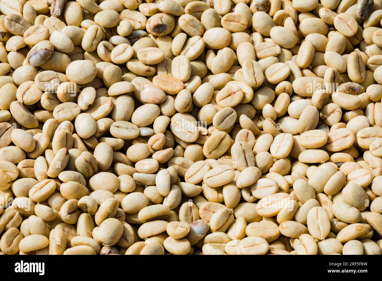 Red Coffee Beans Coffee red beans raw ripe farming in Kenya East Africa ...