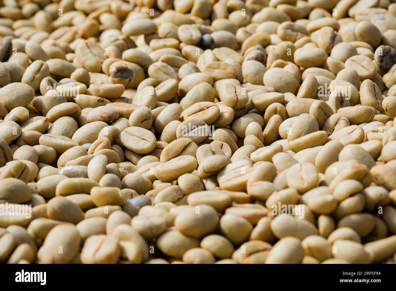 Red Coffee Beans Coffee red beans raw ripe farming in Kenya East Africa ...