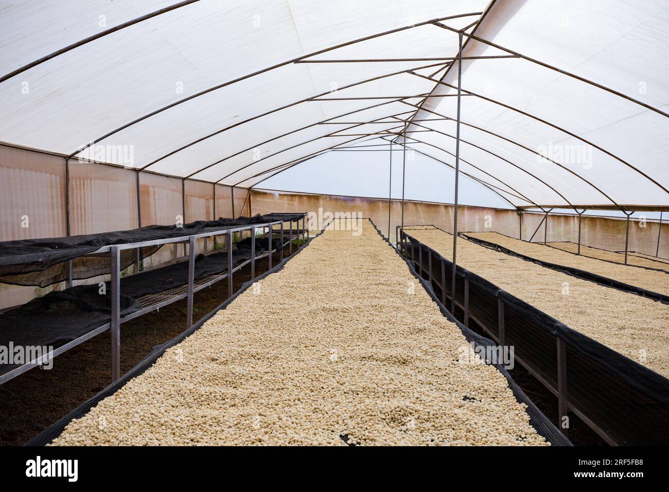 coffee dryer greenhouse solar dryer Structure for drying the coffee ...