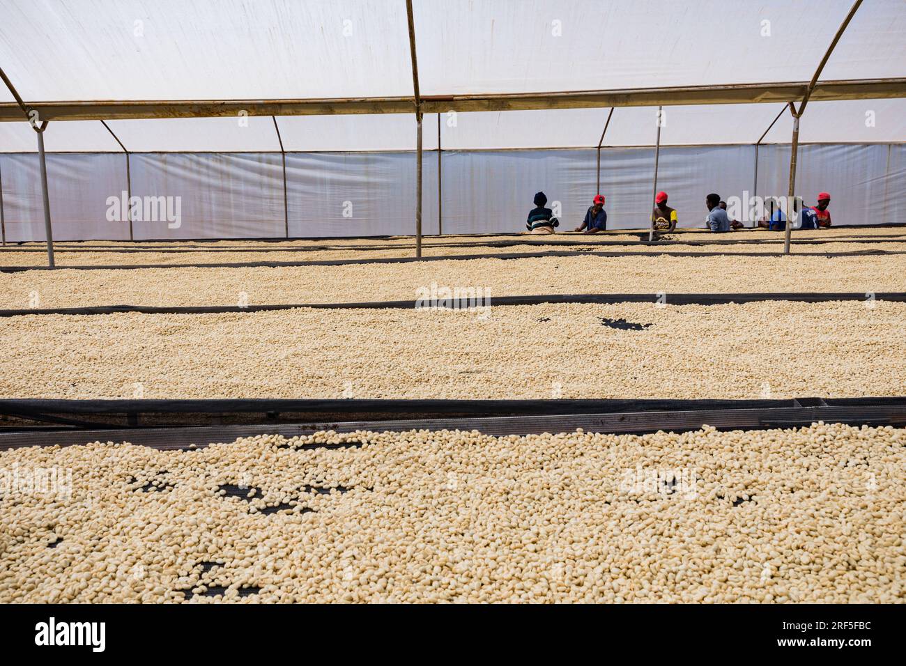 coffee dryer greenhouse solar dryer Structure for drying the coffee ...