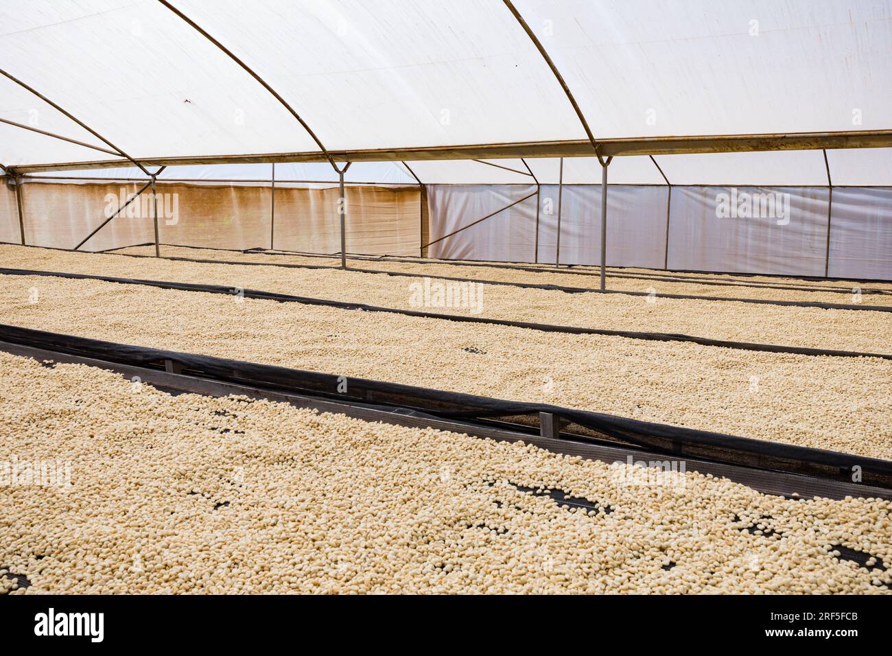 coffee dryer greenhouse solar dryer Structure for drying the coffee ...